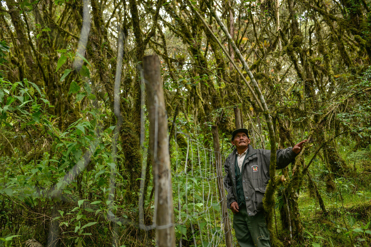 Programa Bosques Andinos aporta en la conservación de